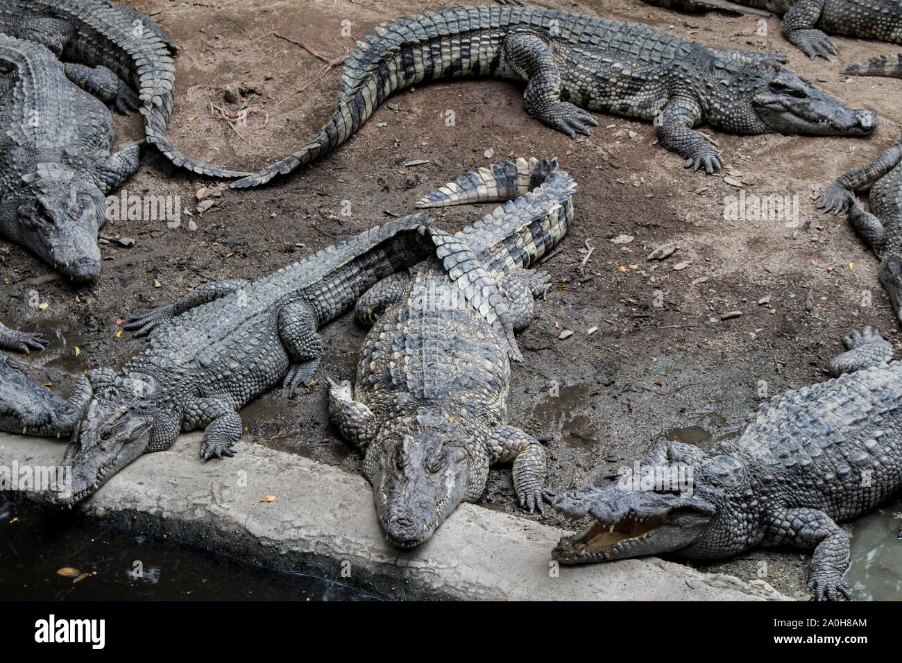 Crocodiles On Land