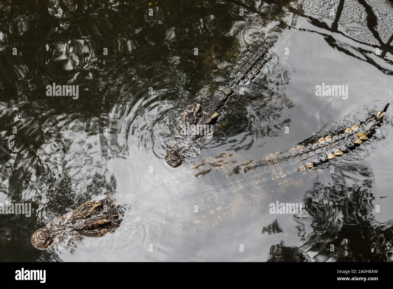 The alligator hunters hi-res stock photography and images - Alamy