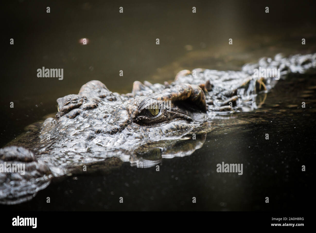 Floating crocodile farm hi-res stock photography and images - Alamy