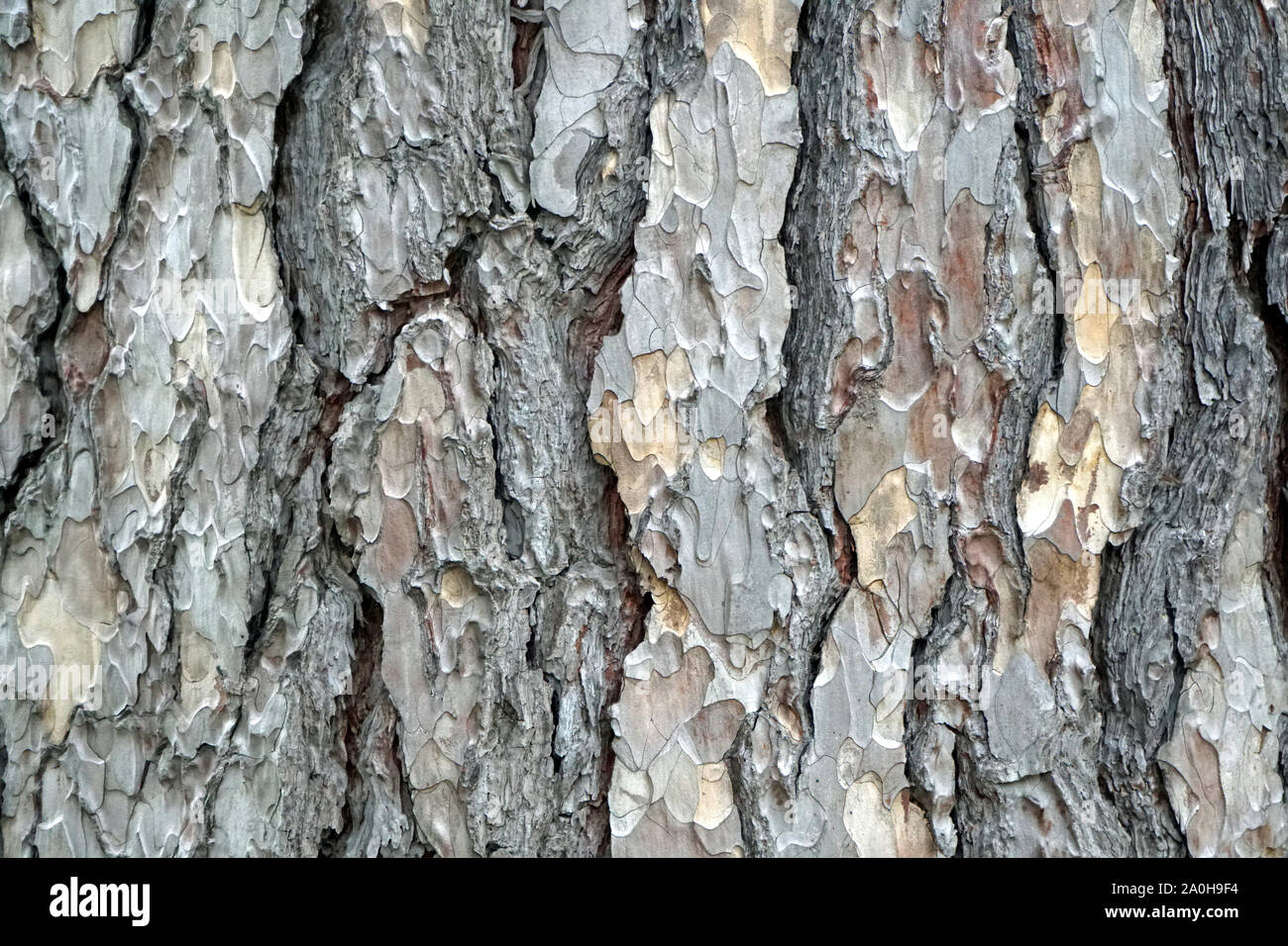 Old real tree Pinus Negra close-up bark texture background pattern ...