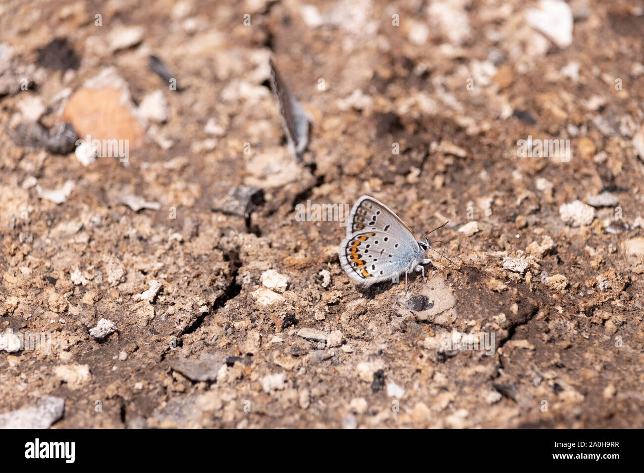 Blue butterfly with closed wings on a sunny day Stock Photo - Alamy