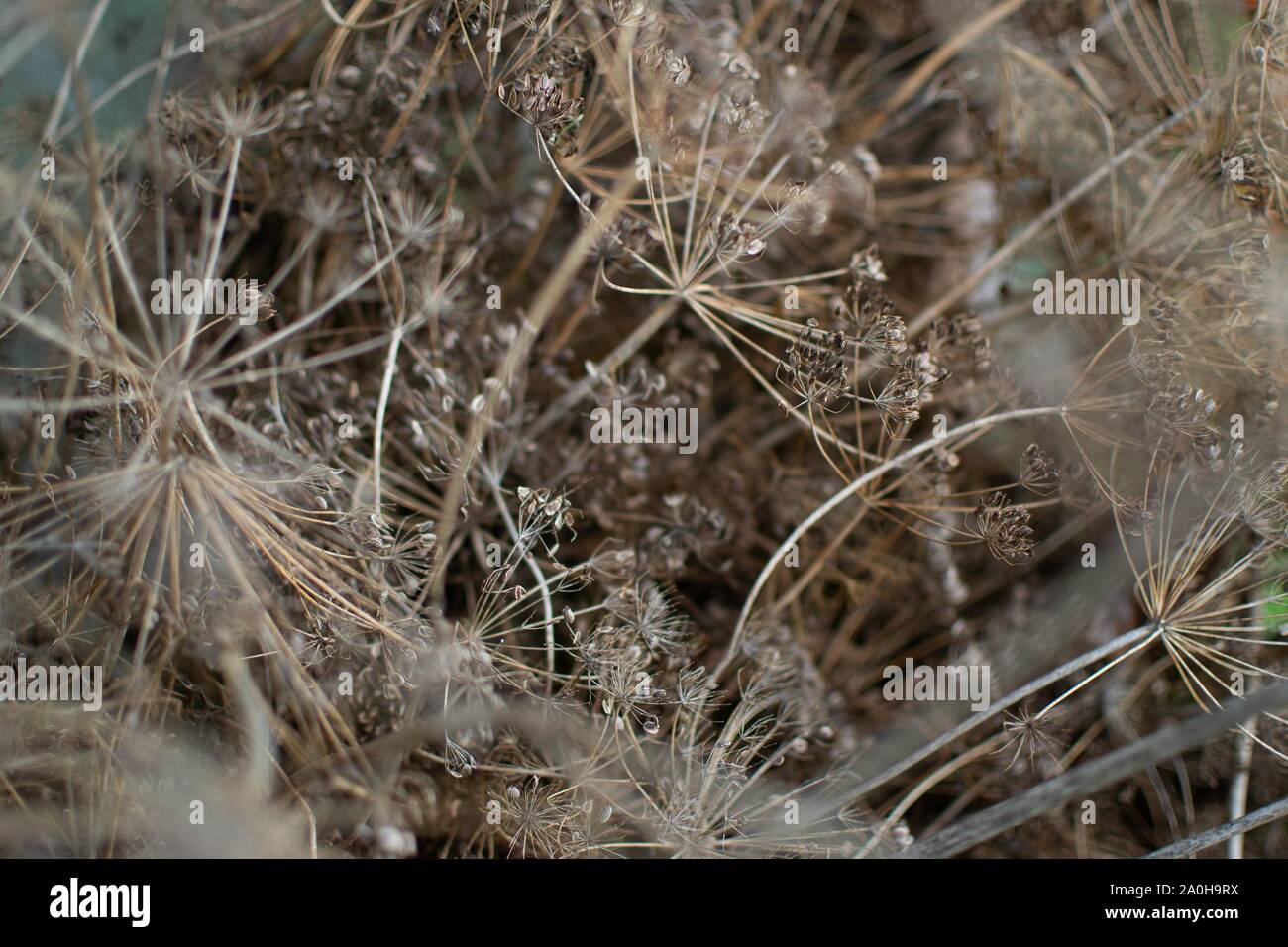Seeds harvest hi-res stock photography and images - Alamy