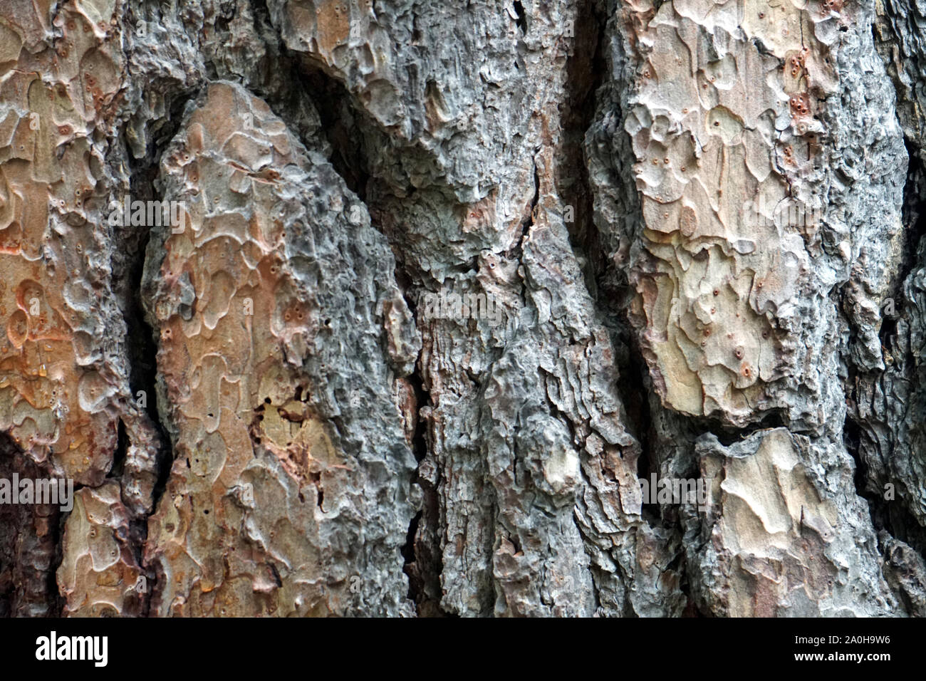 Pinus Pinea Tree High Resolution Stock Photography and Images - Alamy