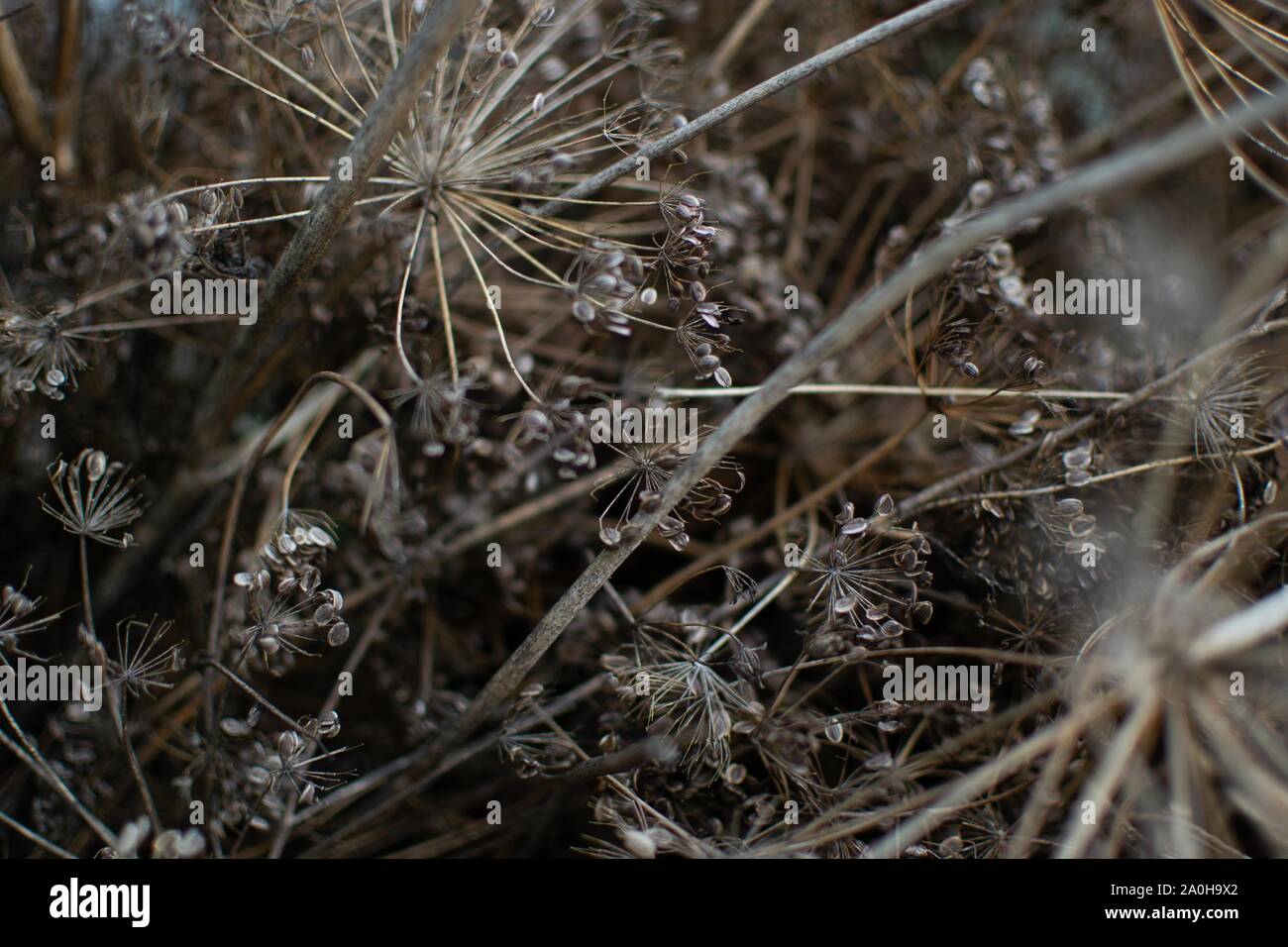 Dill Seeds High Resolution Stock Photography and Images - Alamy