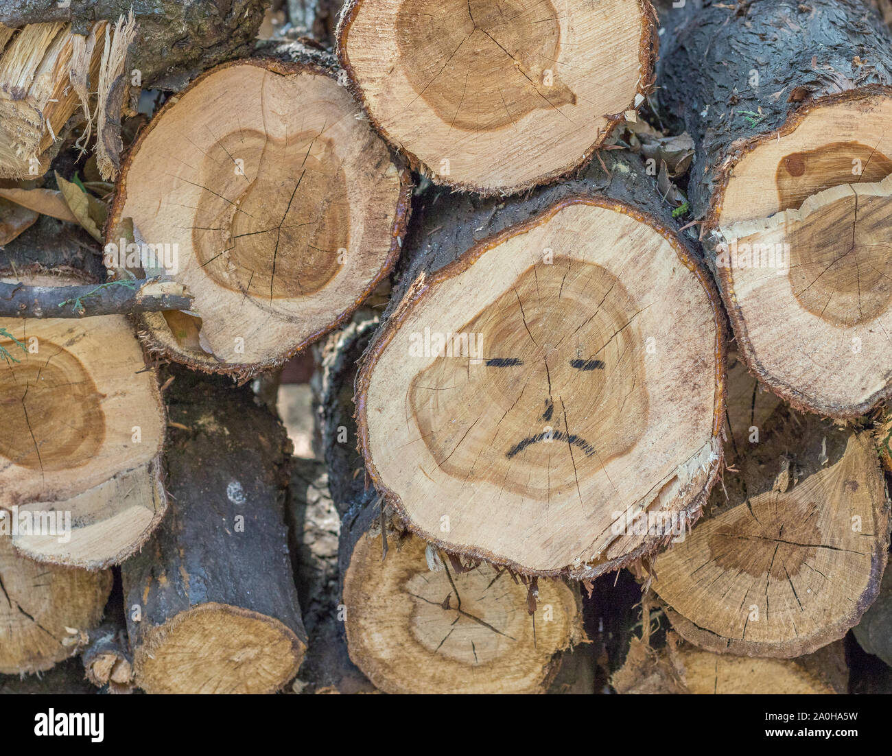 A sad face drawn on a log from a chopped down tree image in horizontal ...