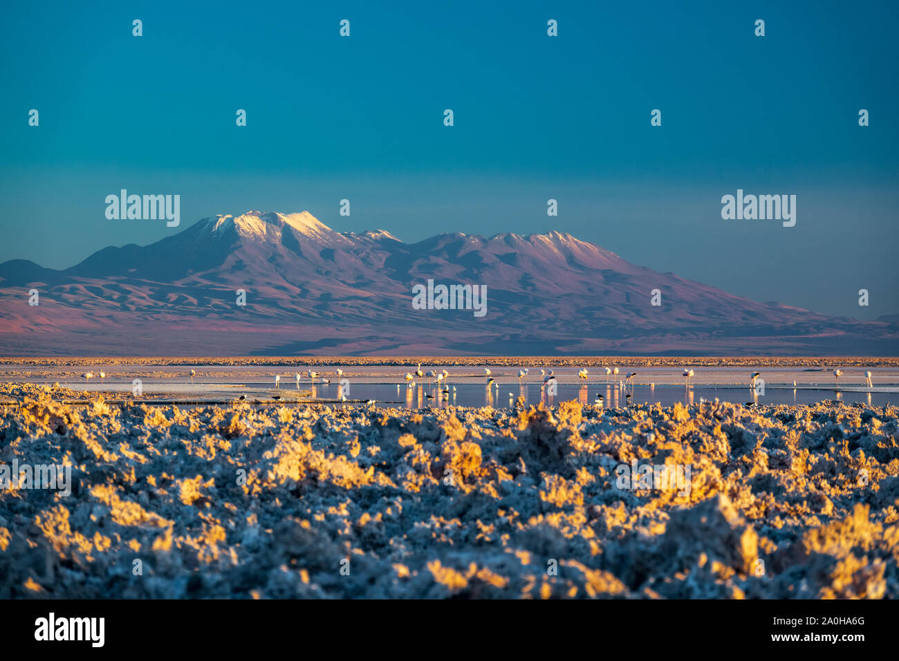 Sunset in Atacama salar and Chaxa lagoon with flamingoes Stock Photo ...