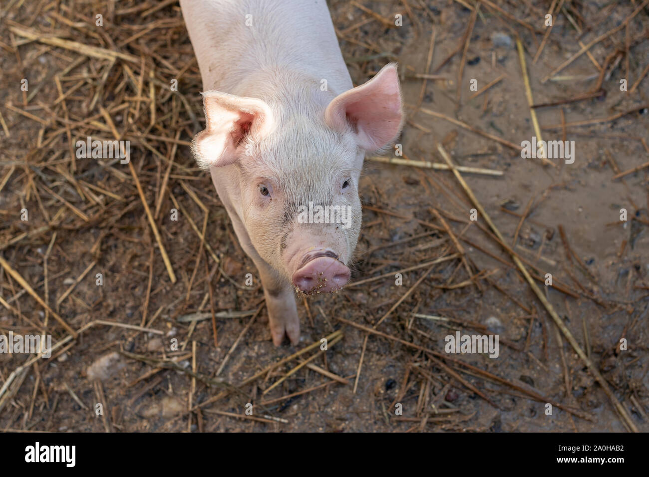 Curious monthly pig looks at the camera Stock Photo - Alamy