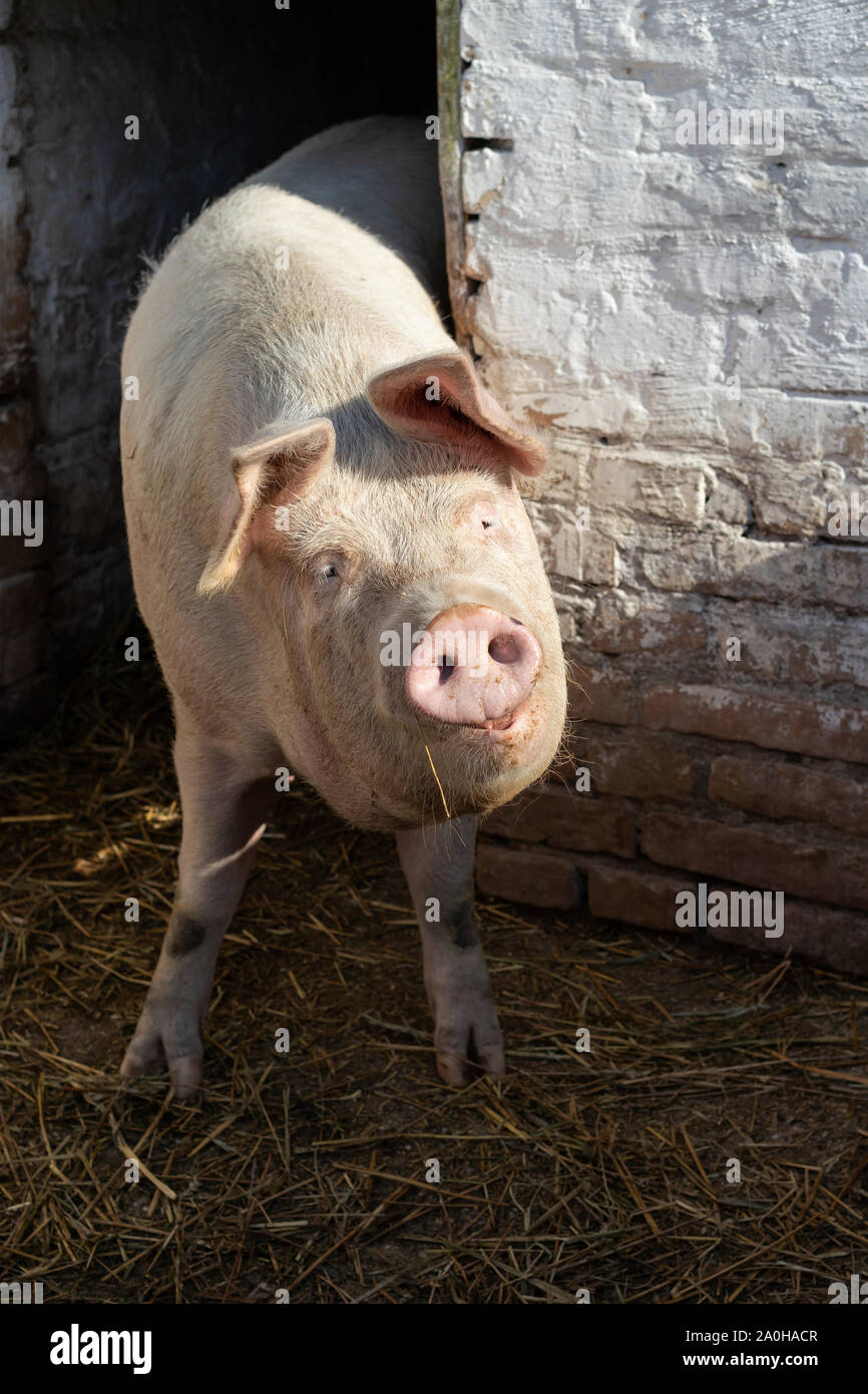 Muzzle large sows, a big nose and a smile Stock Photo - Alamy