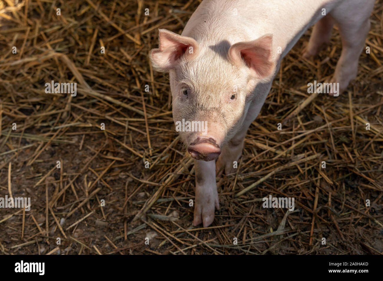 Pig legs hi-res stock photography and images - Alamy