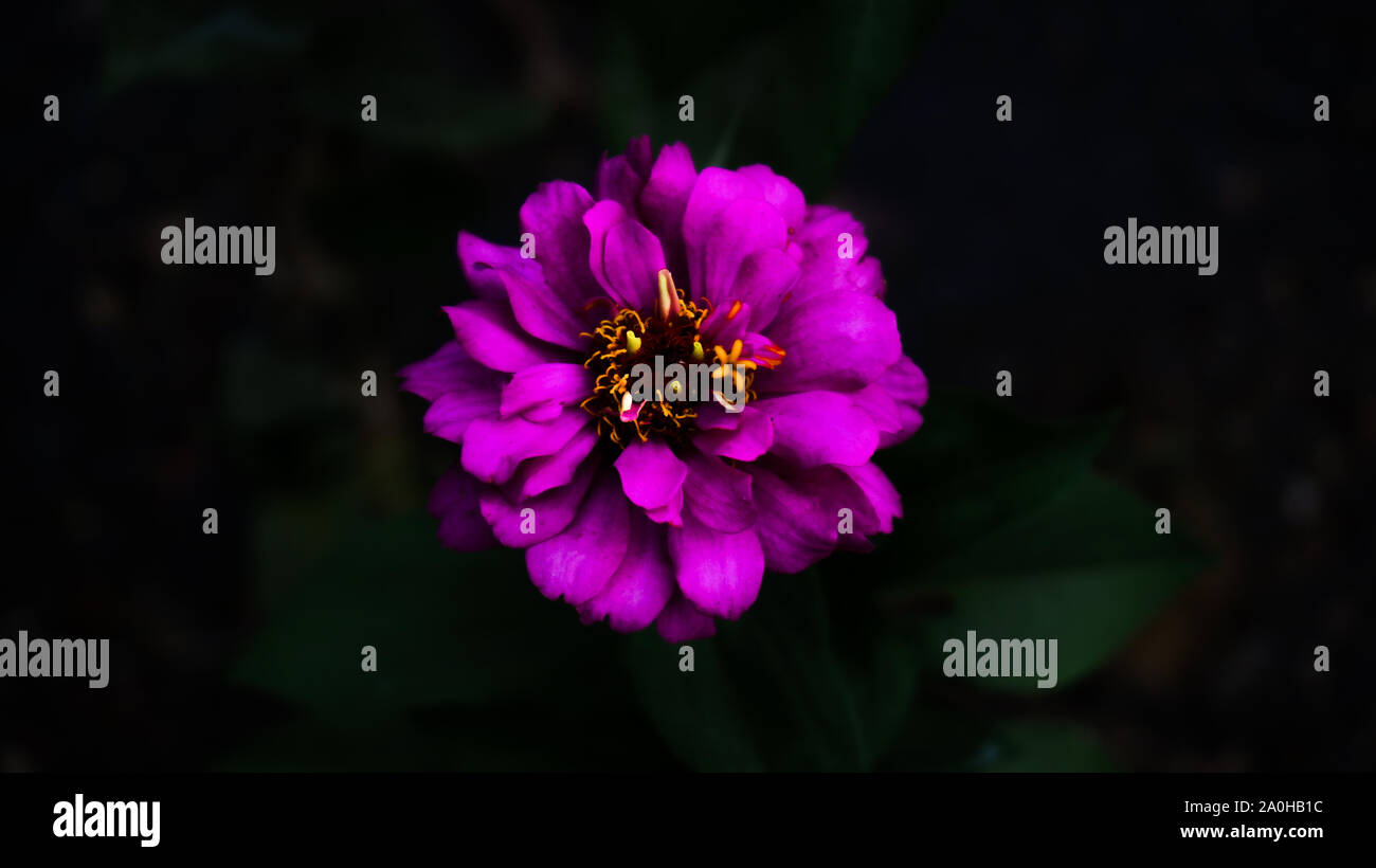 Sinful hi-res stock photography and images - Alamy