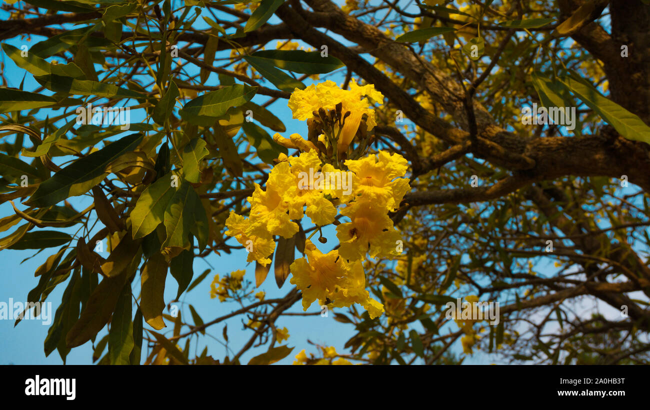 Tabebuia tree hi-res stock photography and images - Alamy
