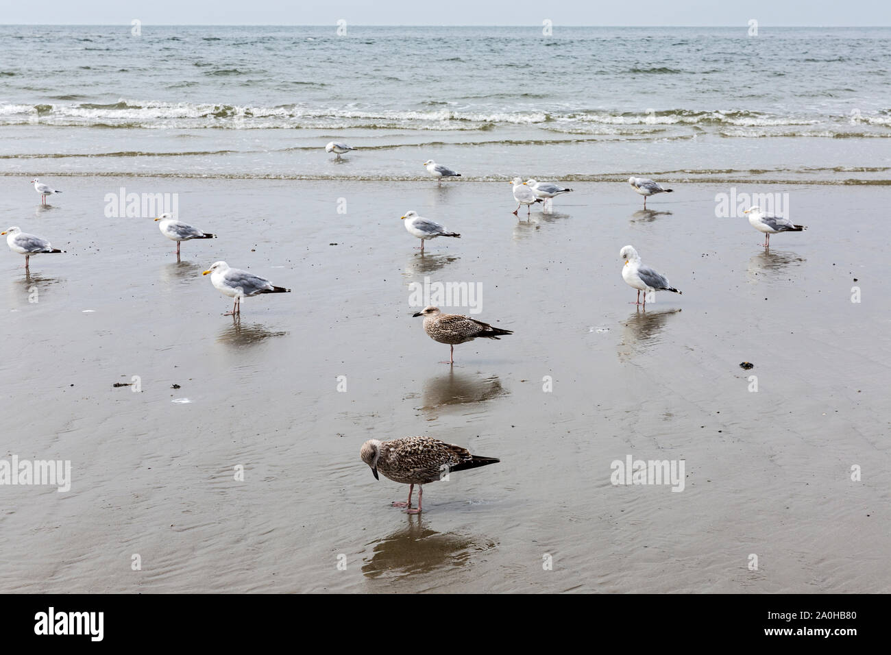 Meer wildlife hi-res stock photography and images - Alamy