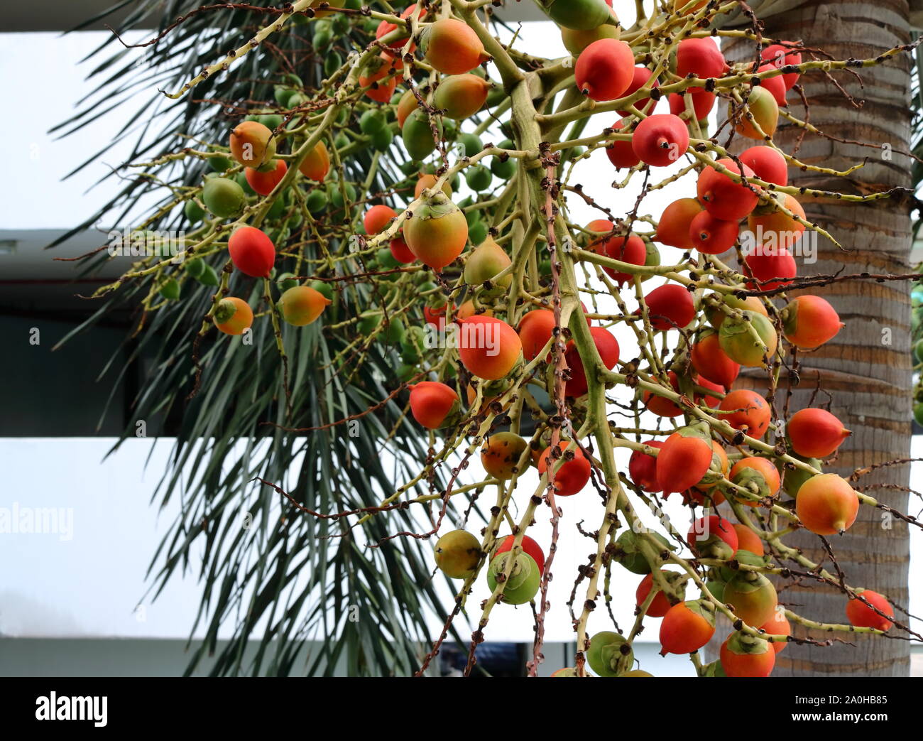 Areca fruits hi-res stock photography and images - Alamy