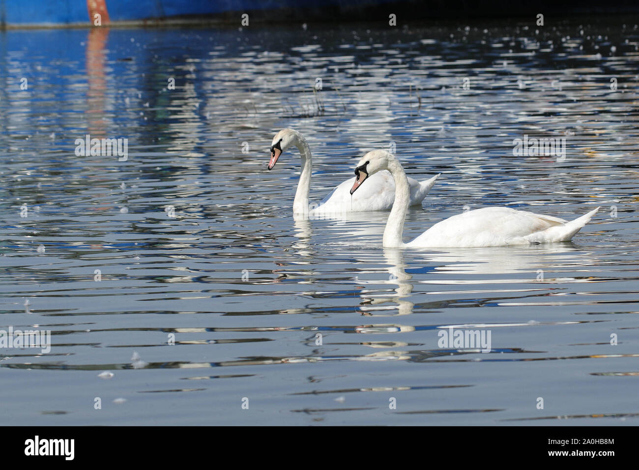 Two swans are floating on the river Stock Photo - Alamy