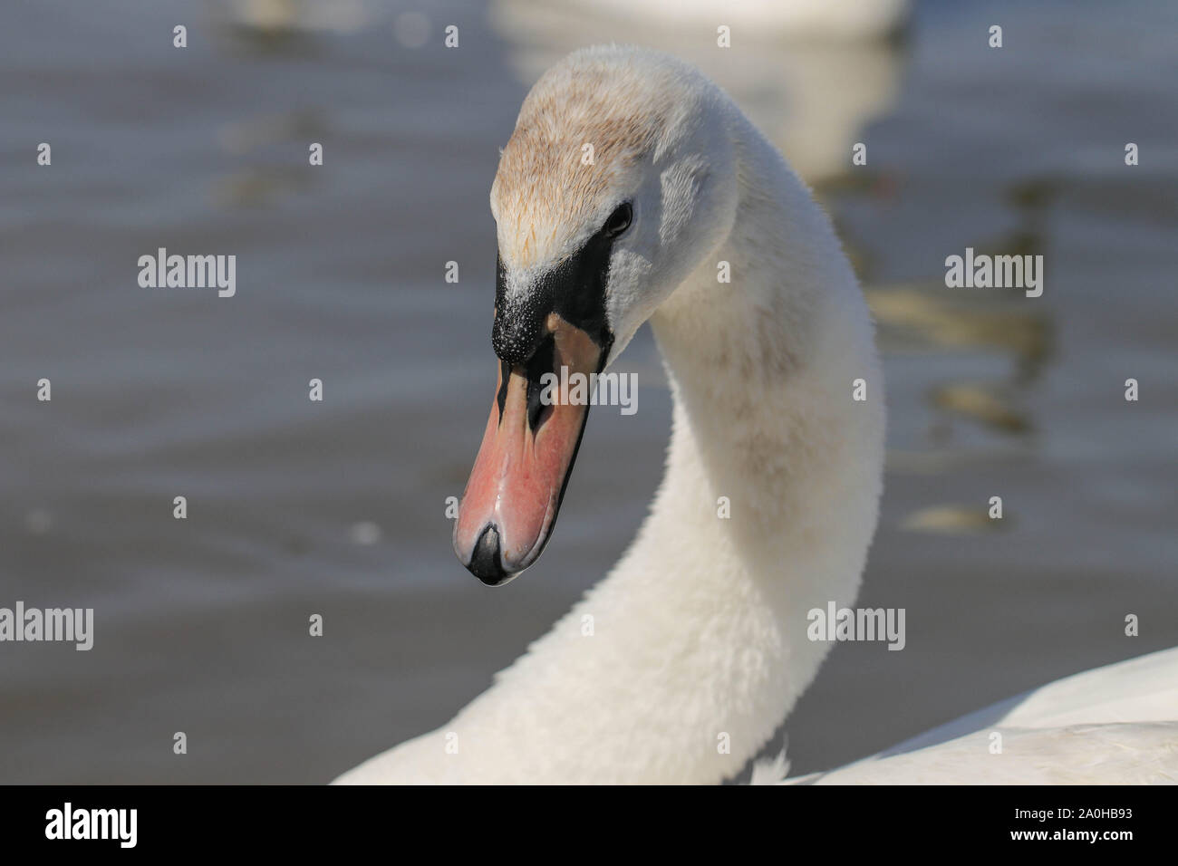 Long neck swans hi-res stock photography and images - Alamy