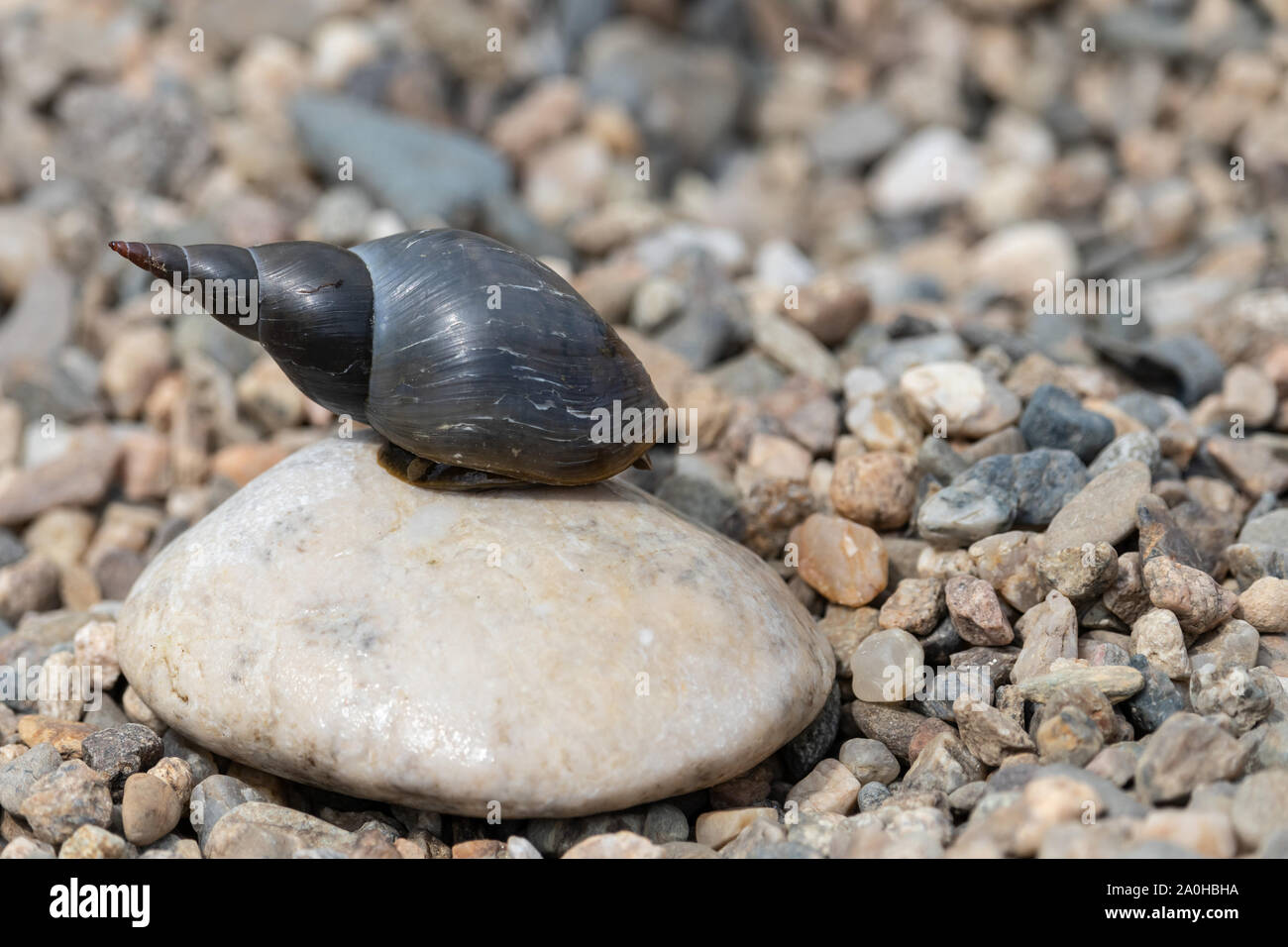 Snail stone hi-res stock photography and images - Alamy