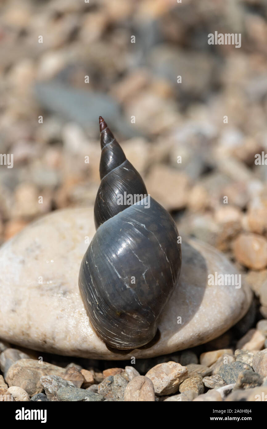 Brownish carapace hi-res stock photography and images - Alamy