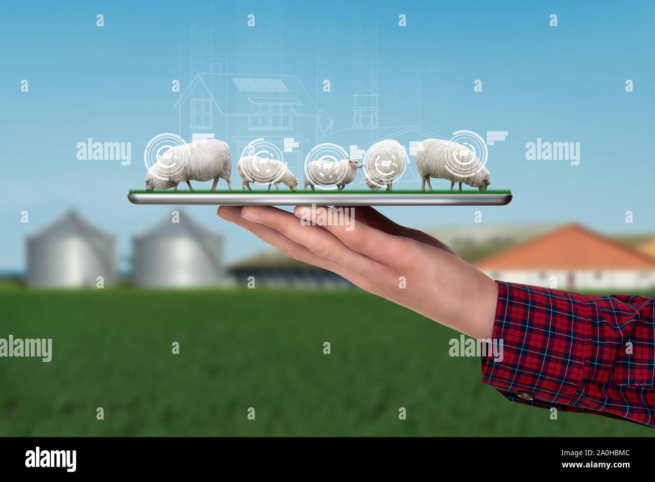 A farmer holds a tablet with a flock of sheep. Smart farming and ...