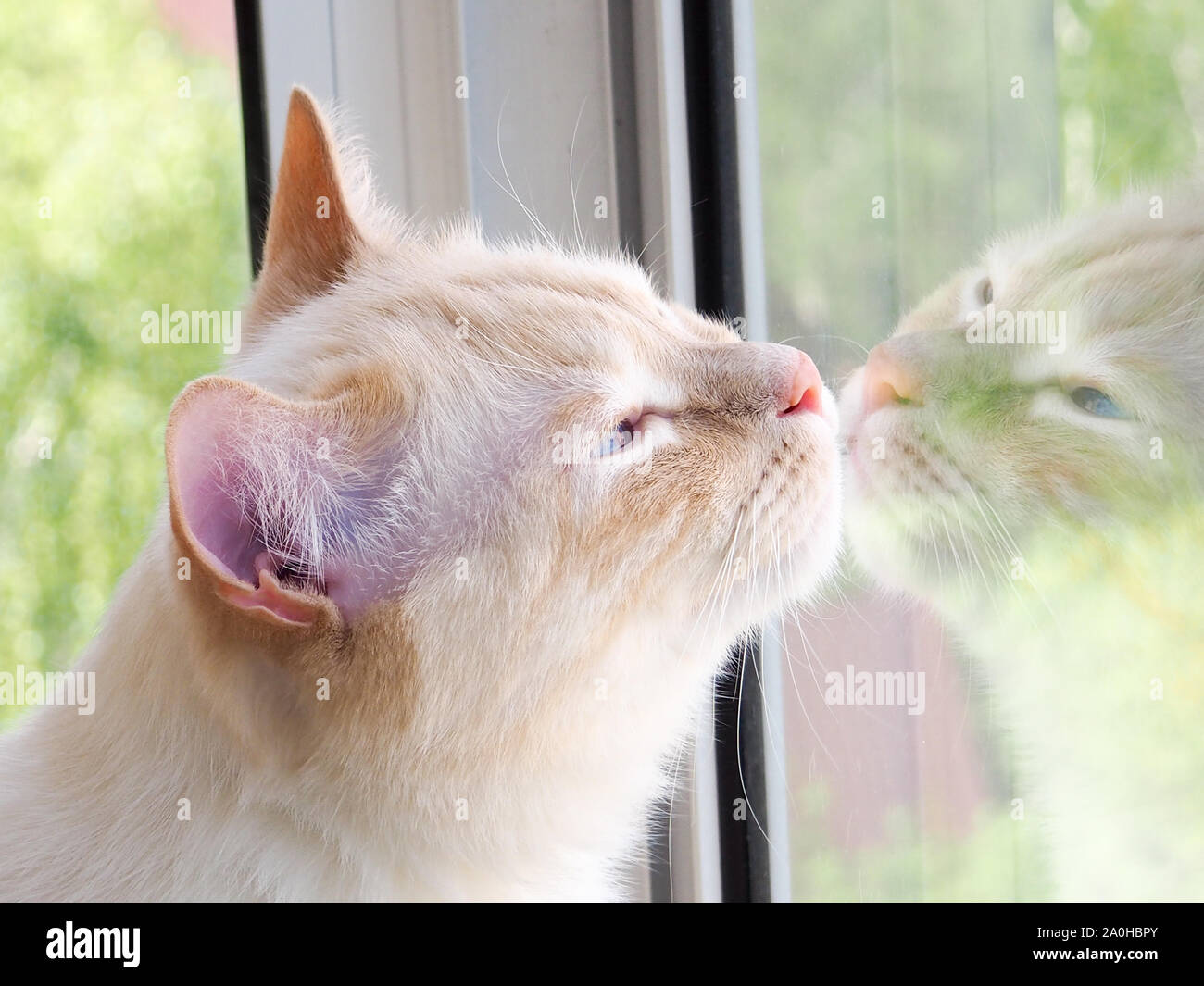 cat looks out a rainy window Stock Photo - Alamy