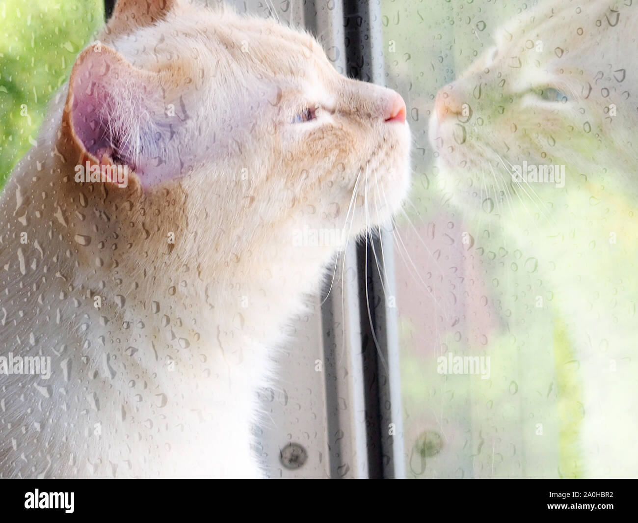 cat looks out a rainy window Stock Photo - Alamy