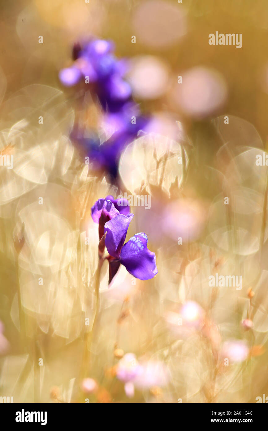 Wild flower field at the rocky plateau of Pha Tam National Park in Ubon ...