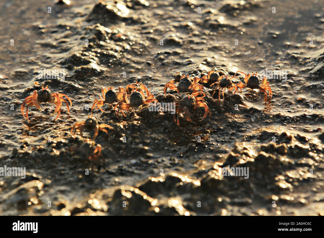 Horn-eyed ghost crab on beach at Krabi Thailand Stock Photo - Alamy