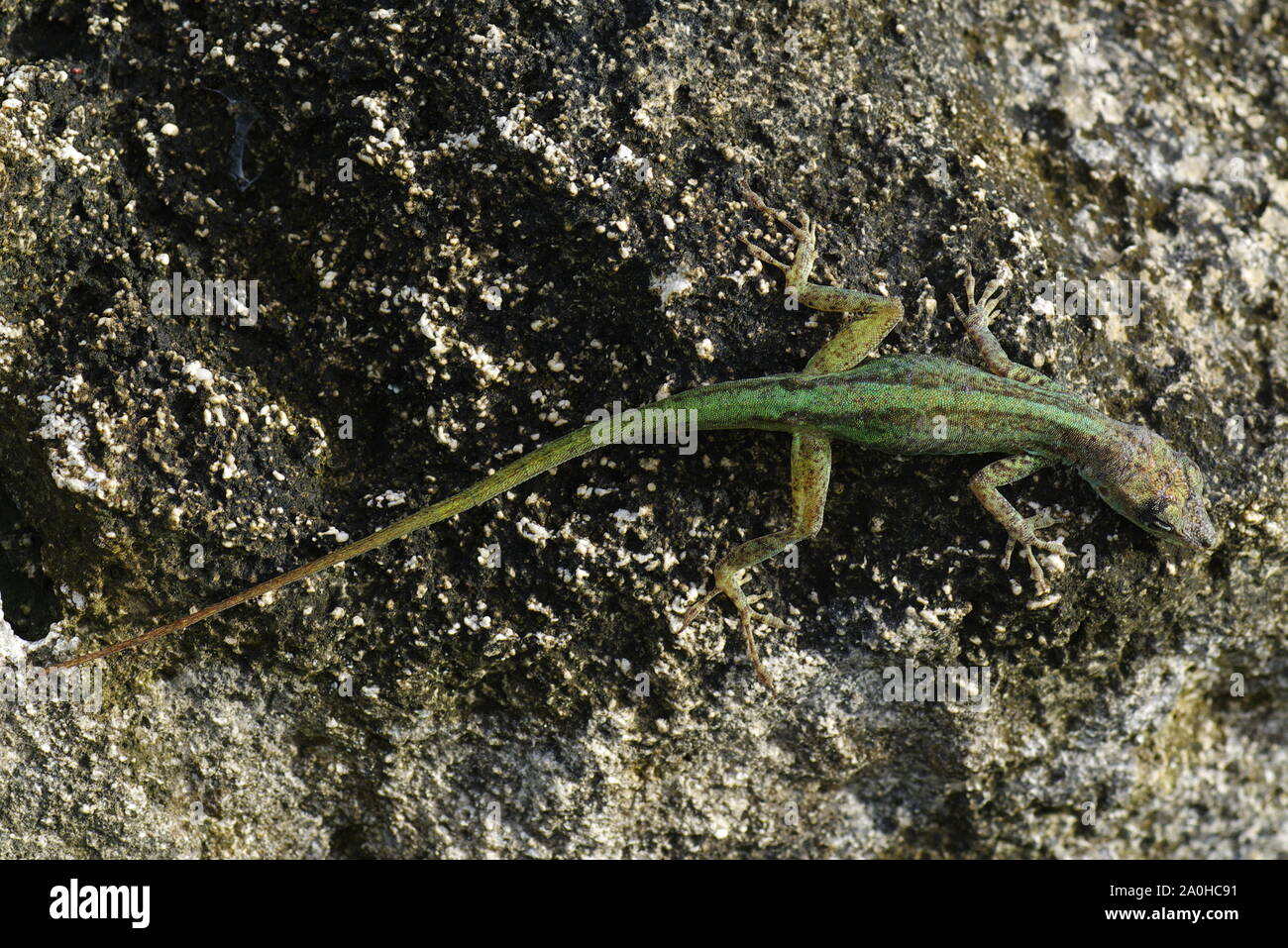 Anolis extremus hi-res stock photography and images - Alamy