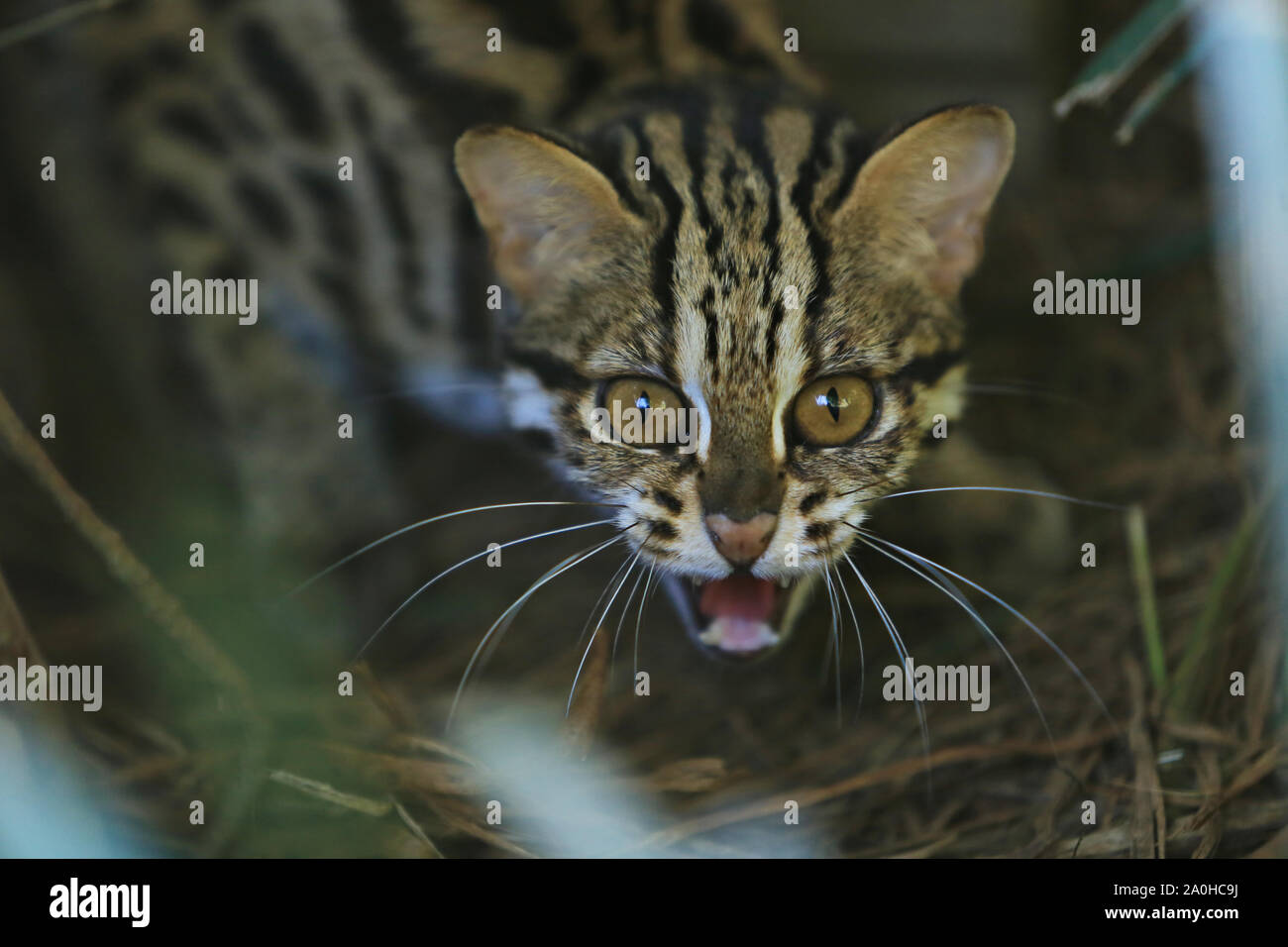 Marbled Cat symptoms are shocked when they find something suspicious ...