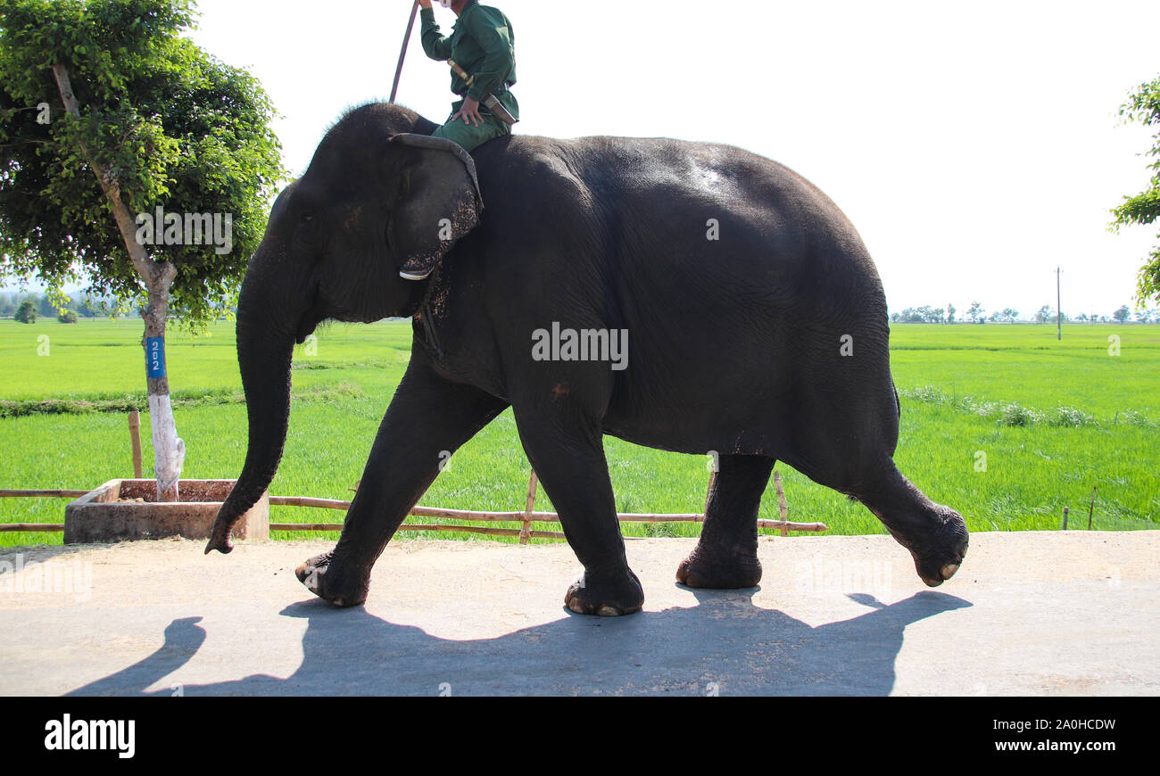 Vietnam yok don national park hi-res stock photography and images - Alamy