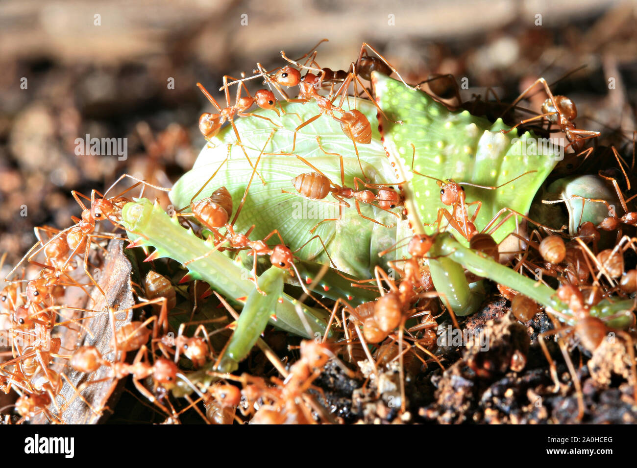 Colony weaver ants walking hi-res stock photography and images - Alamy