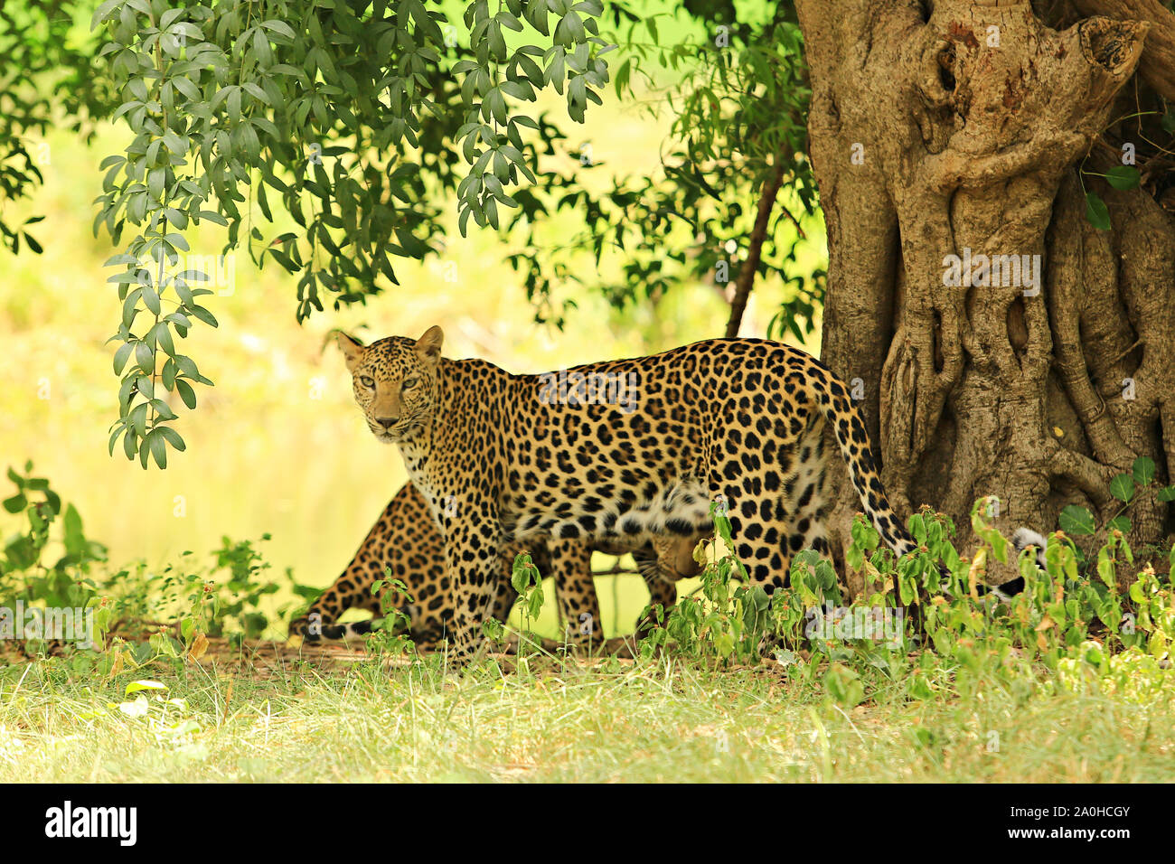 Leopards are nocturnal, located under a tree in Kaeng Krachan National ...
