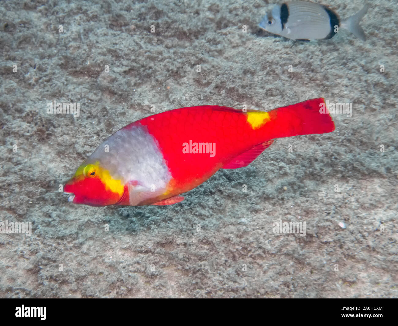 Mediterranean Parrotfish (Sparisoma cretense Stock Photo - Alamy