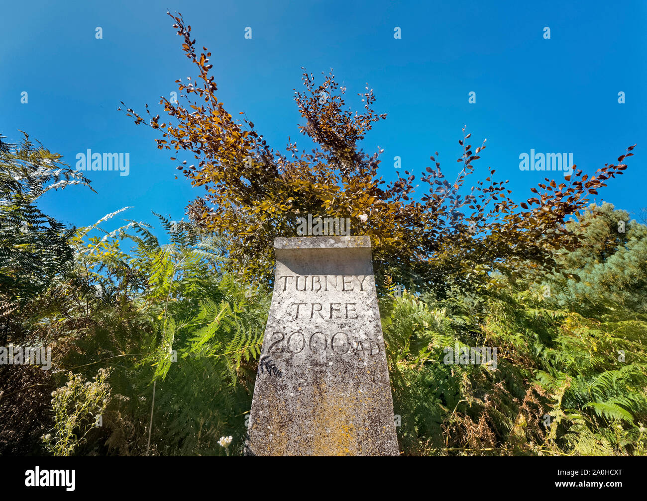 Site of The Tubney Tree Stock Photo - Alamy
