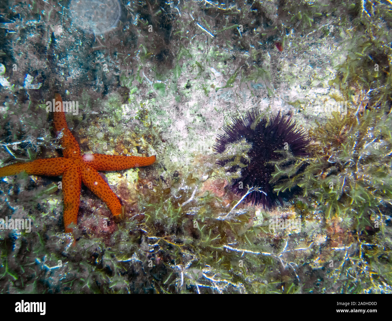 Mediterranean Red Sea Star (Echinaster sepositus Stock Photo - Alamy