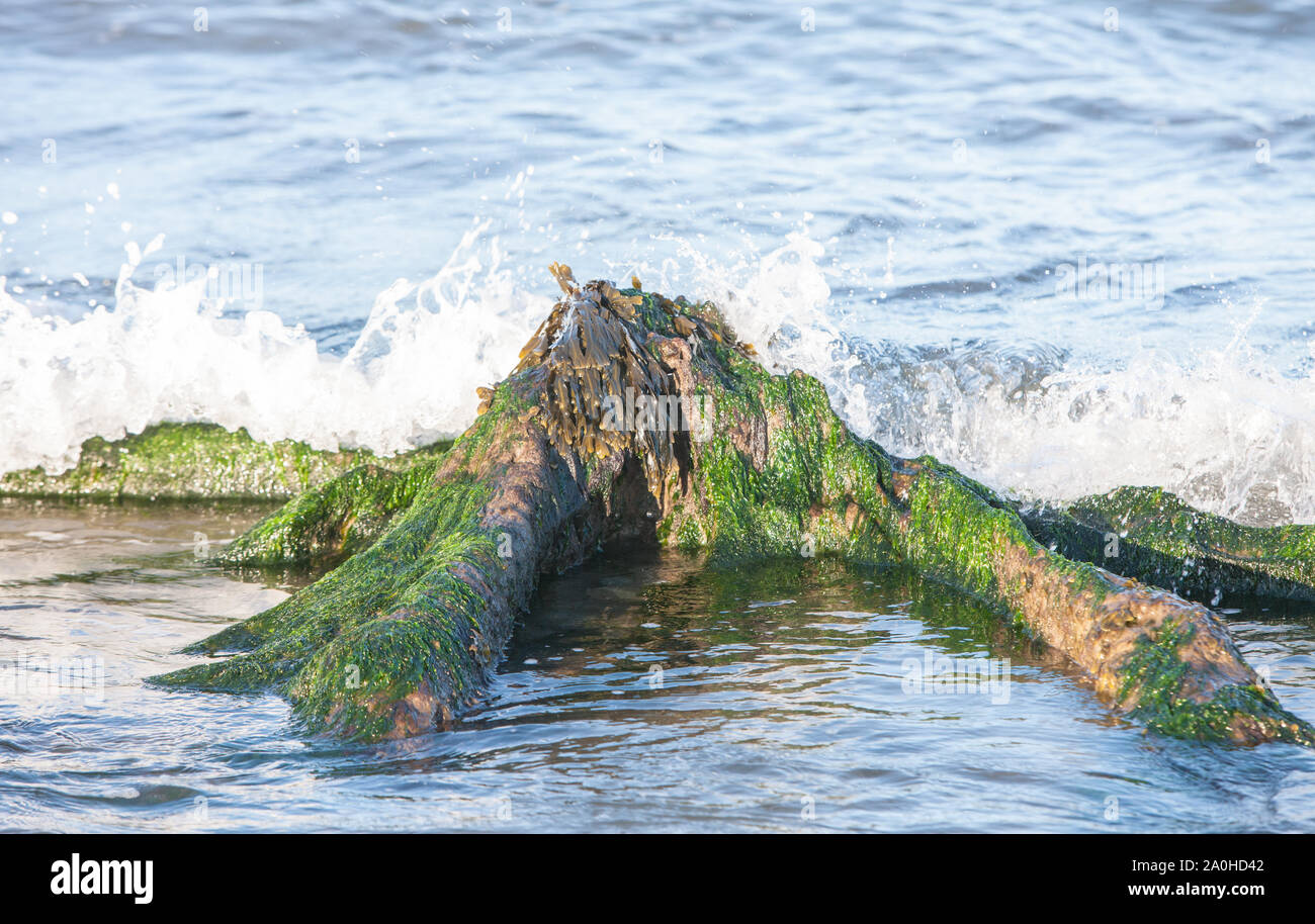 Petrified forest uk hi-res stock photography and images - Alamy