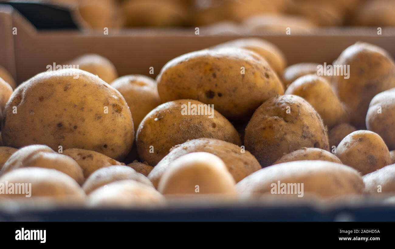 Background image of garden potatoes, Organic nature texture Stock Photo ...