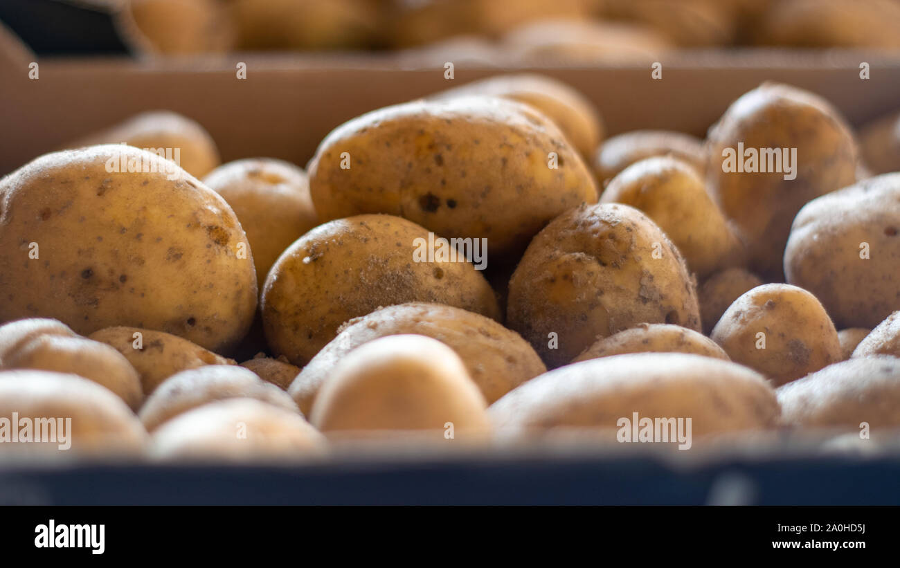 Background image of garden potatoes, Organic nature texture Stock Photo ...