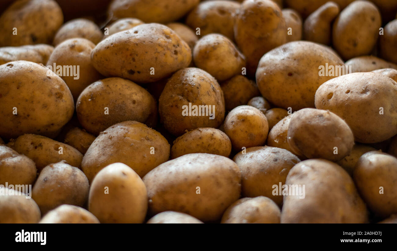 Background image of garden potatoes, Organic nature texture Stock Photo ...