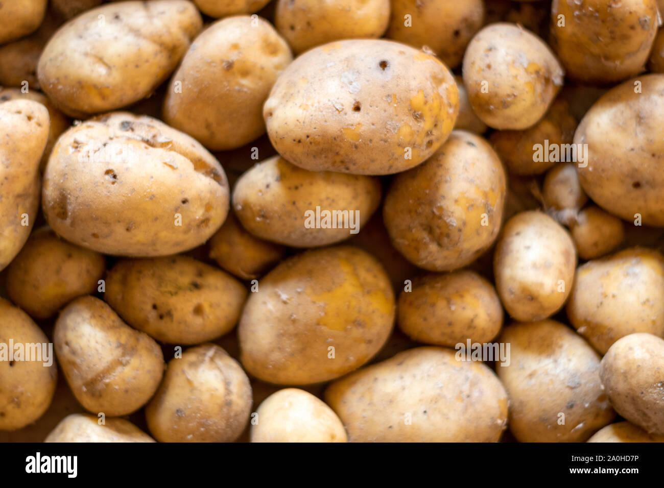 Background image of garden potatoes, Organic nature texture Stock Photo ...