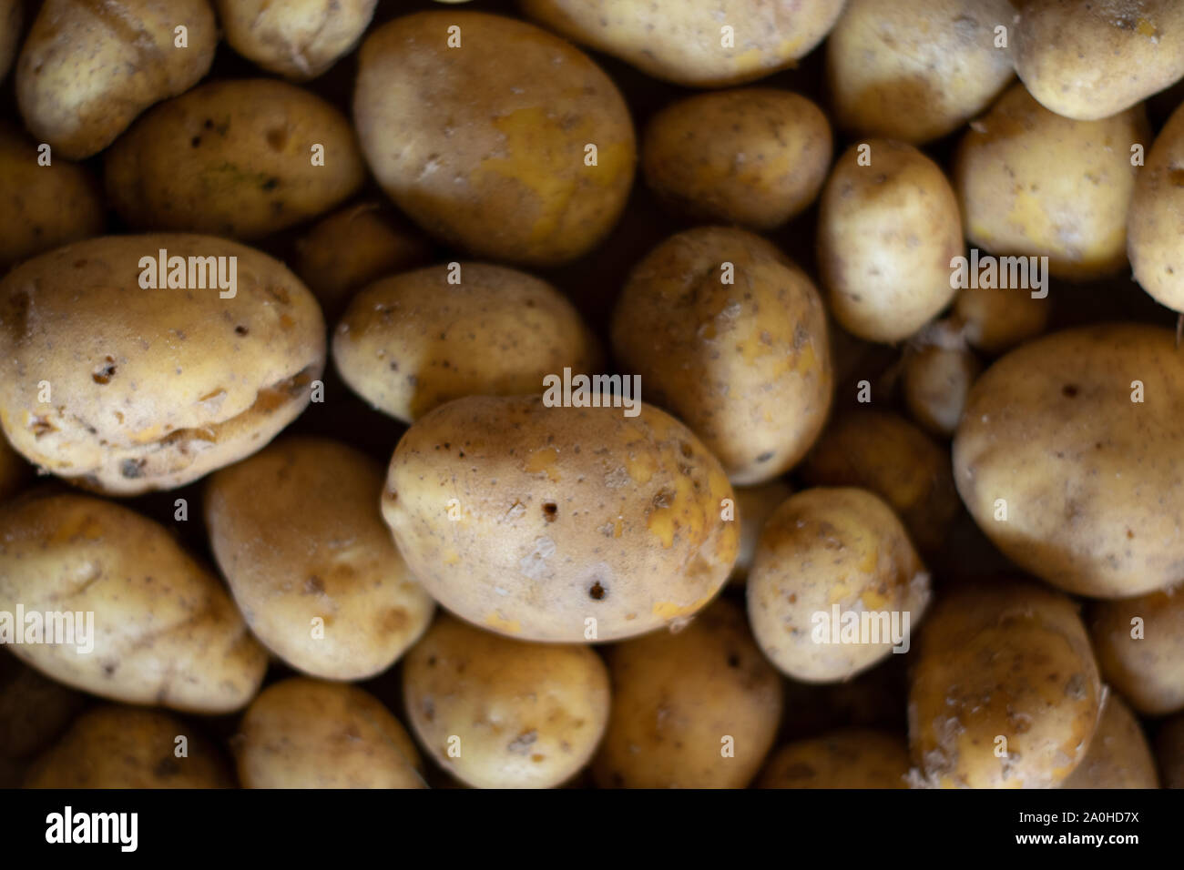 Background image of garden potatoes, Organic nature texture Stock Photo ...