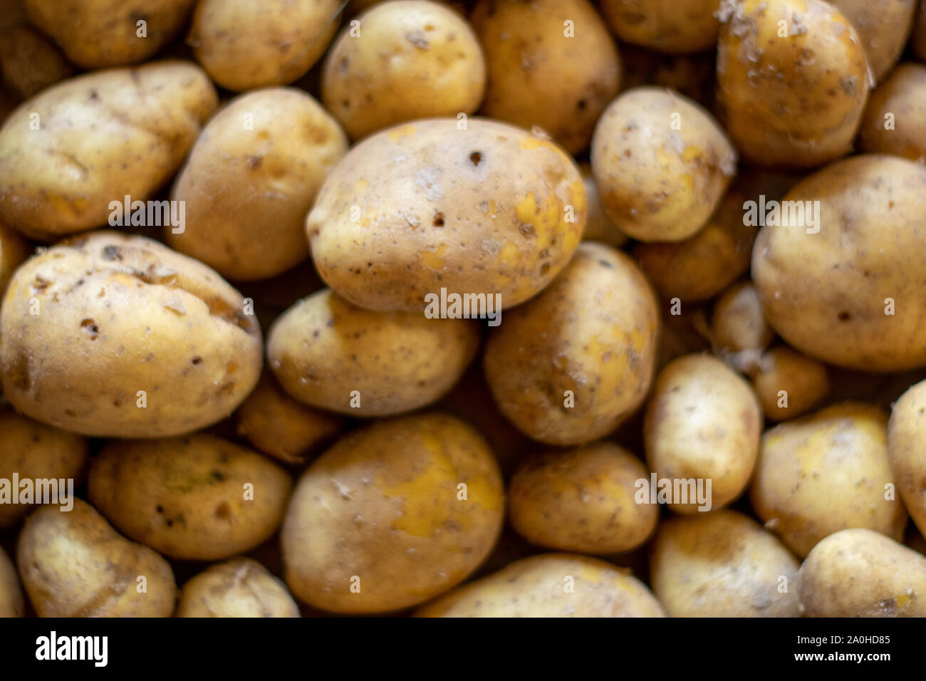 Background image of garden potatoes, Organic nature texture Stock Photo ...