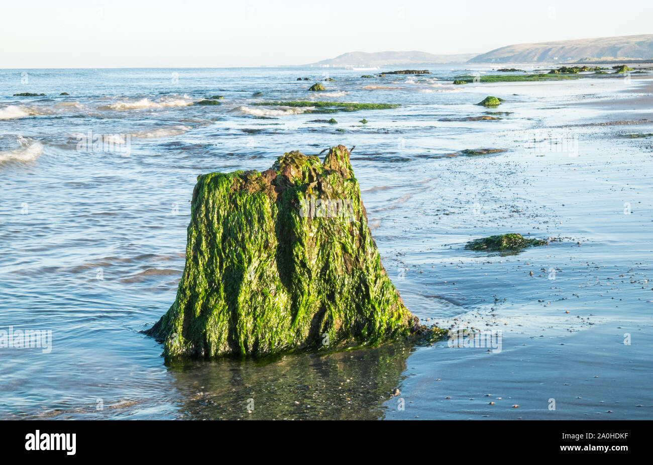 Borth petrified trees hi-res stock photography and images - Alamy