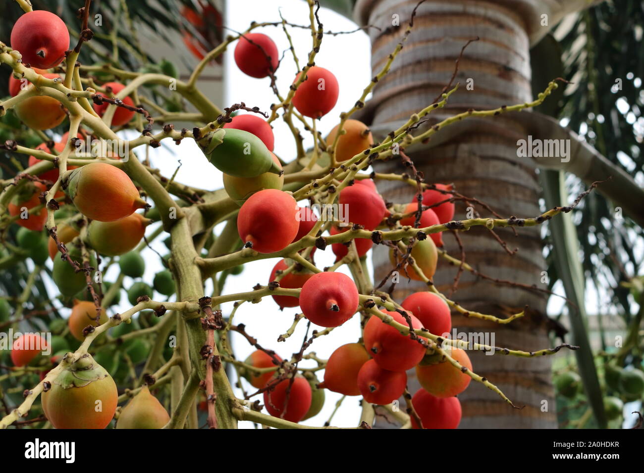 Areca palm hi-res stock photography and images - Alamy