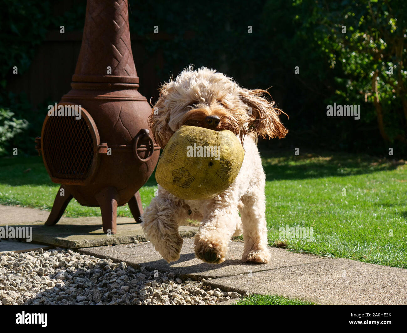 Cockapoo High Resolution Stock Photography and Images - Alamy