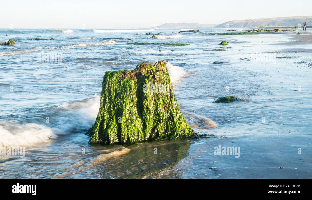 Exposed petrified forest hi-res stock photography and images - Alamy
