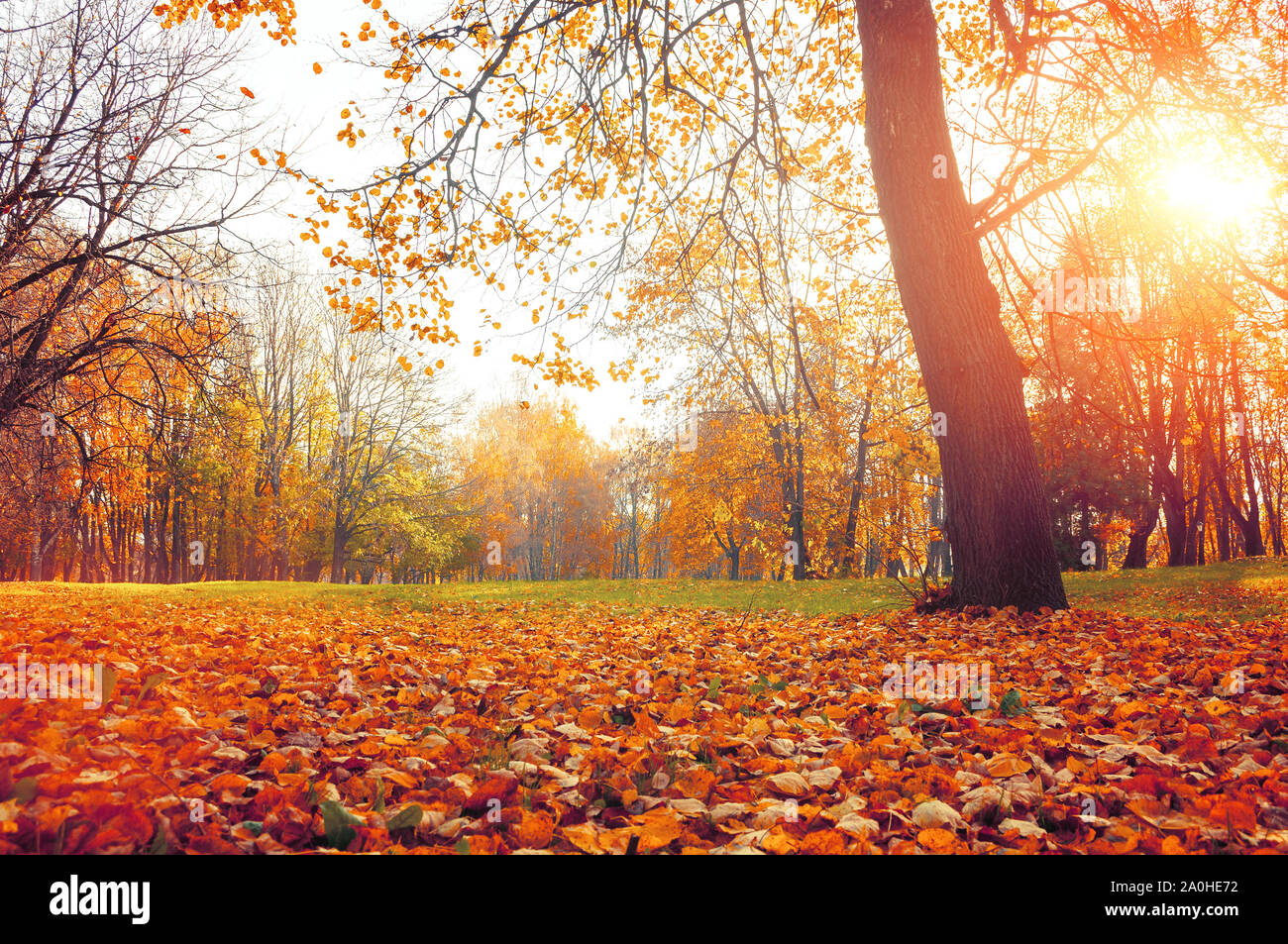 Fall sunny landscape. Fall park trees and falling autumn leaves on the ...