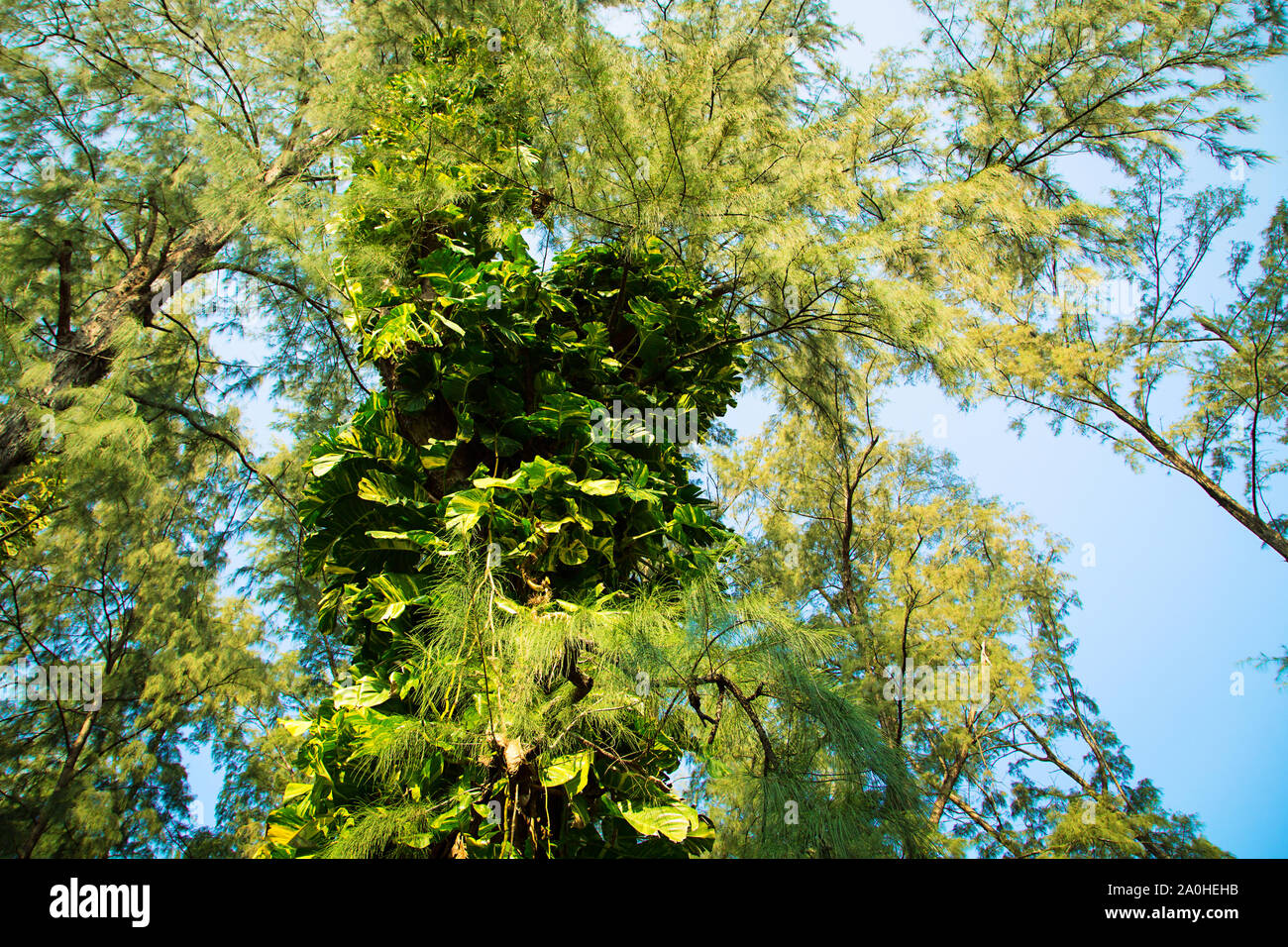 Tropical greenery, creeper tree twined with leaves Stock Photo - Alamy