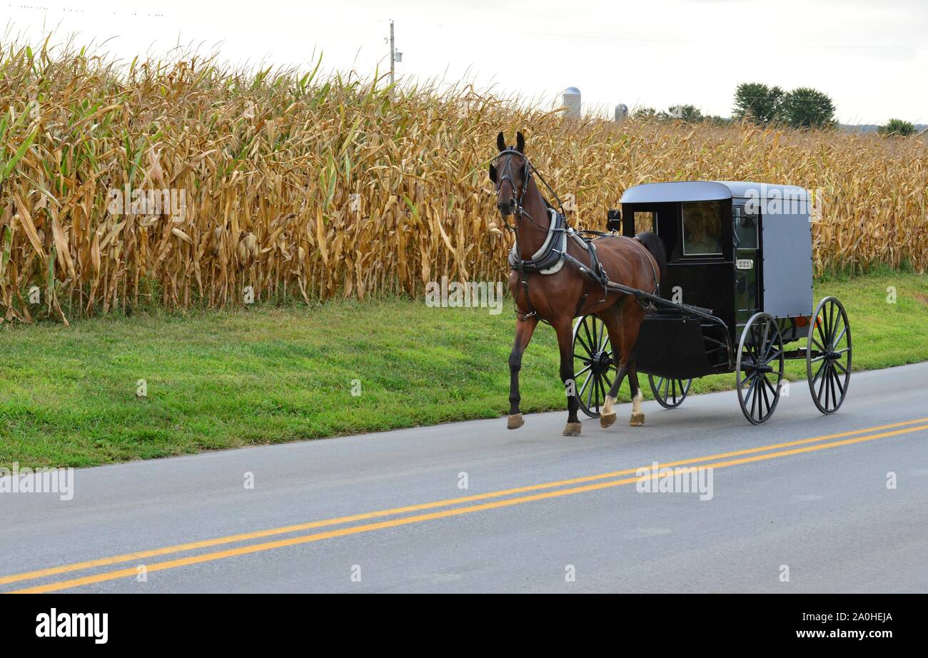 An Amish carriage driver in Pennsylvania Stock Photo - Alamy