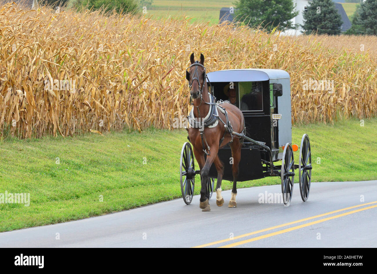 An Amish carriage driver in Pennsylvania Stock Photo - Alamy