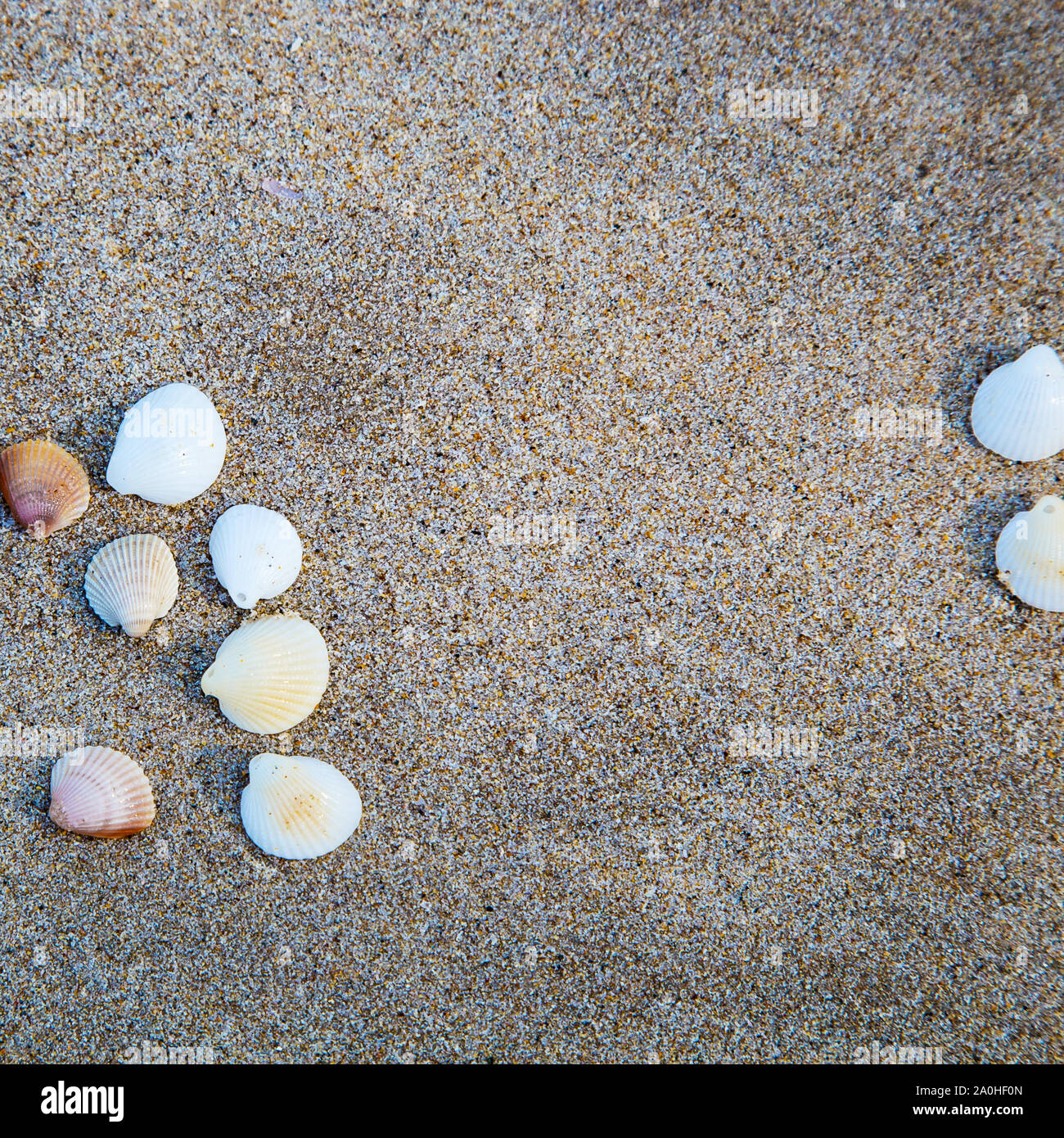 White shells on a sand background. Summer beach background Stock Photo ...